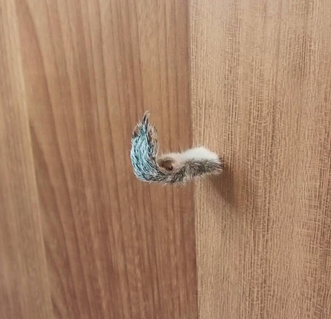 Squirrel Foot Key Holder Jewelry Holder Hook - Etsy