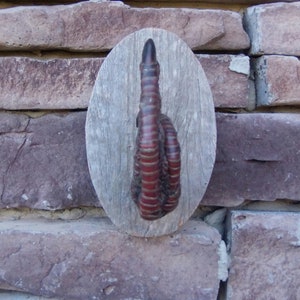Taxidermy Middle Finger Turkey Foot Wall Plaque - Etsy