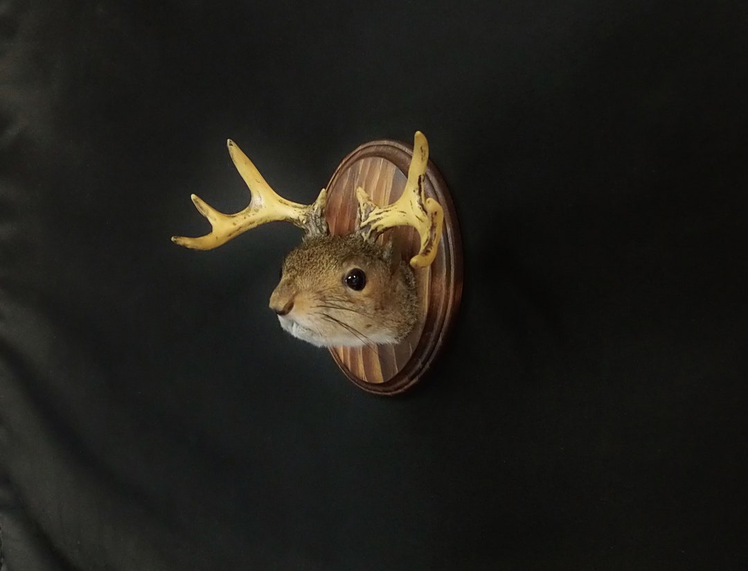 Squirrel With Antlers Taxidermy Shoulder Mount - Etsy