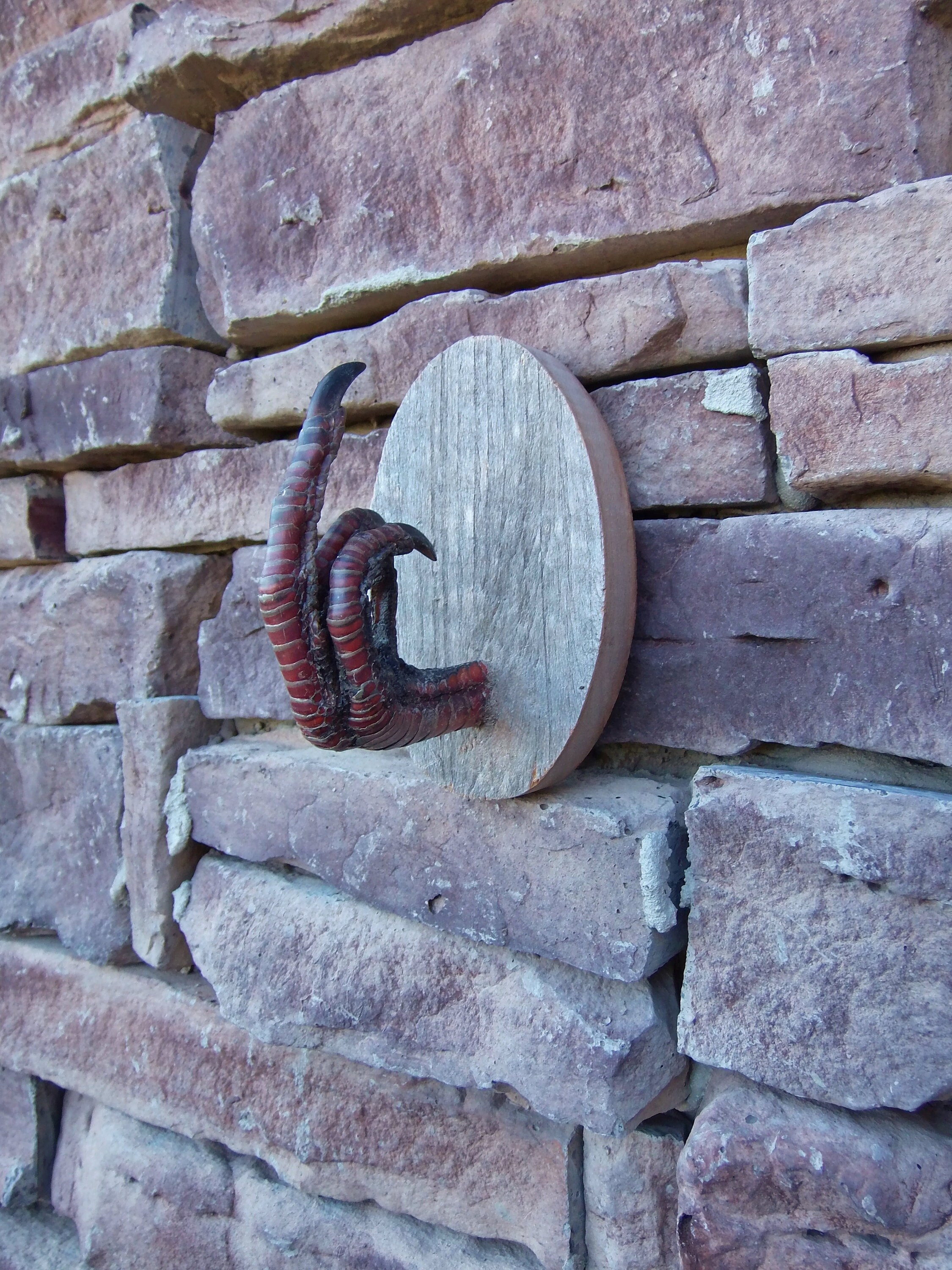 Taxidermy Middle Finger Turkey Foot Wall Plaque - Etsy