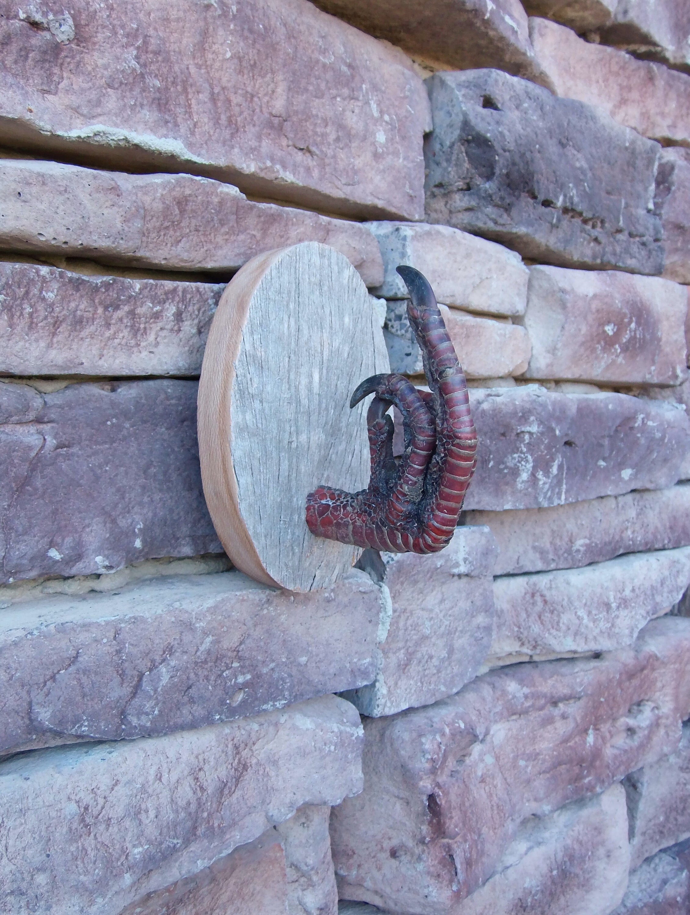 Taxidermy Middle Finger Turkey Foot Wall Plaque - Etsy