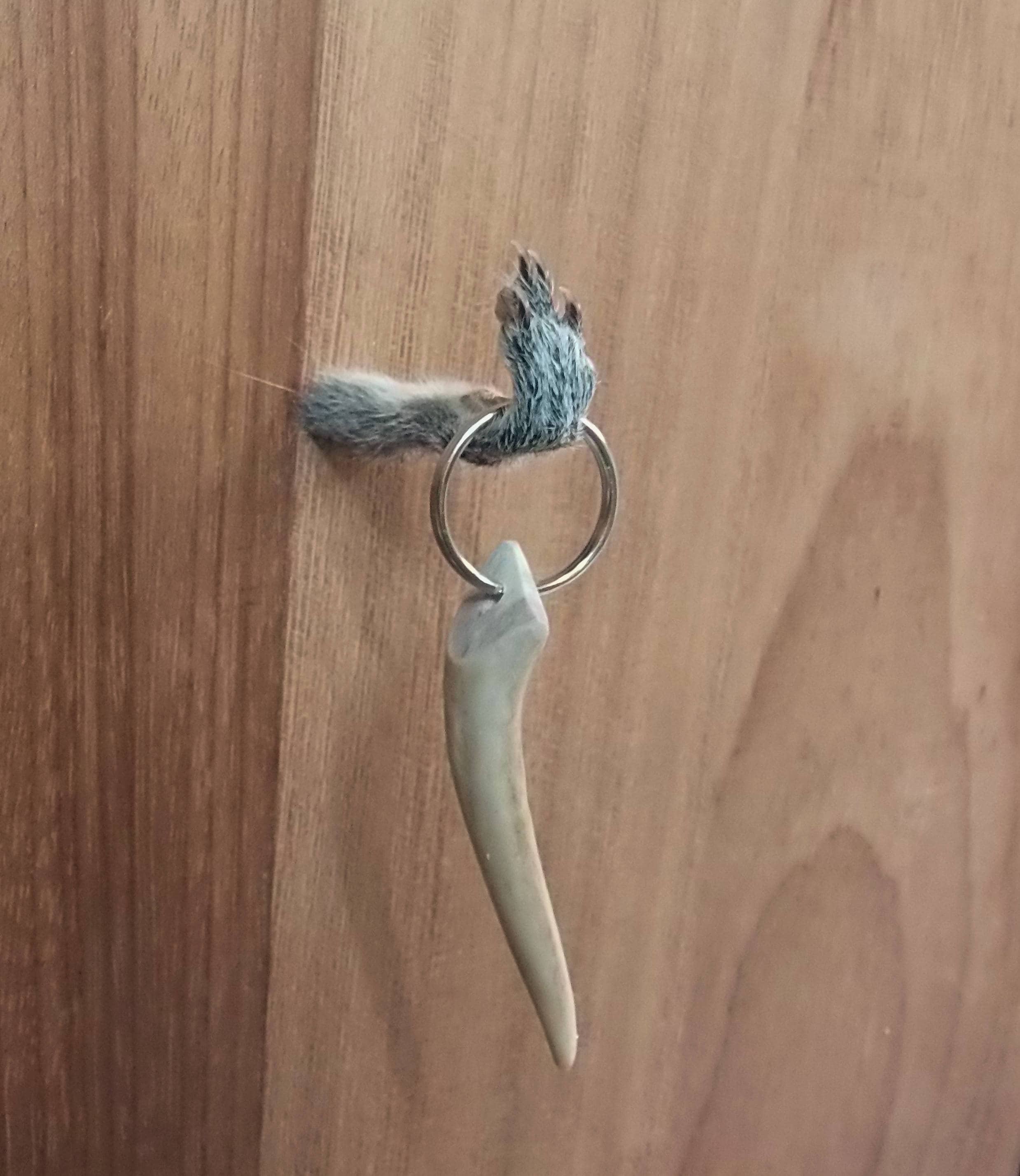 Squirrel Foot Key Holder Jewelry Holder Hook - Etsy