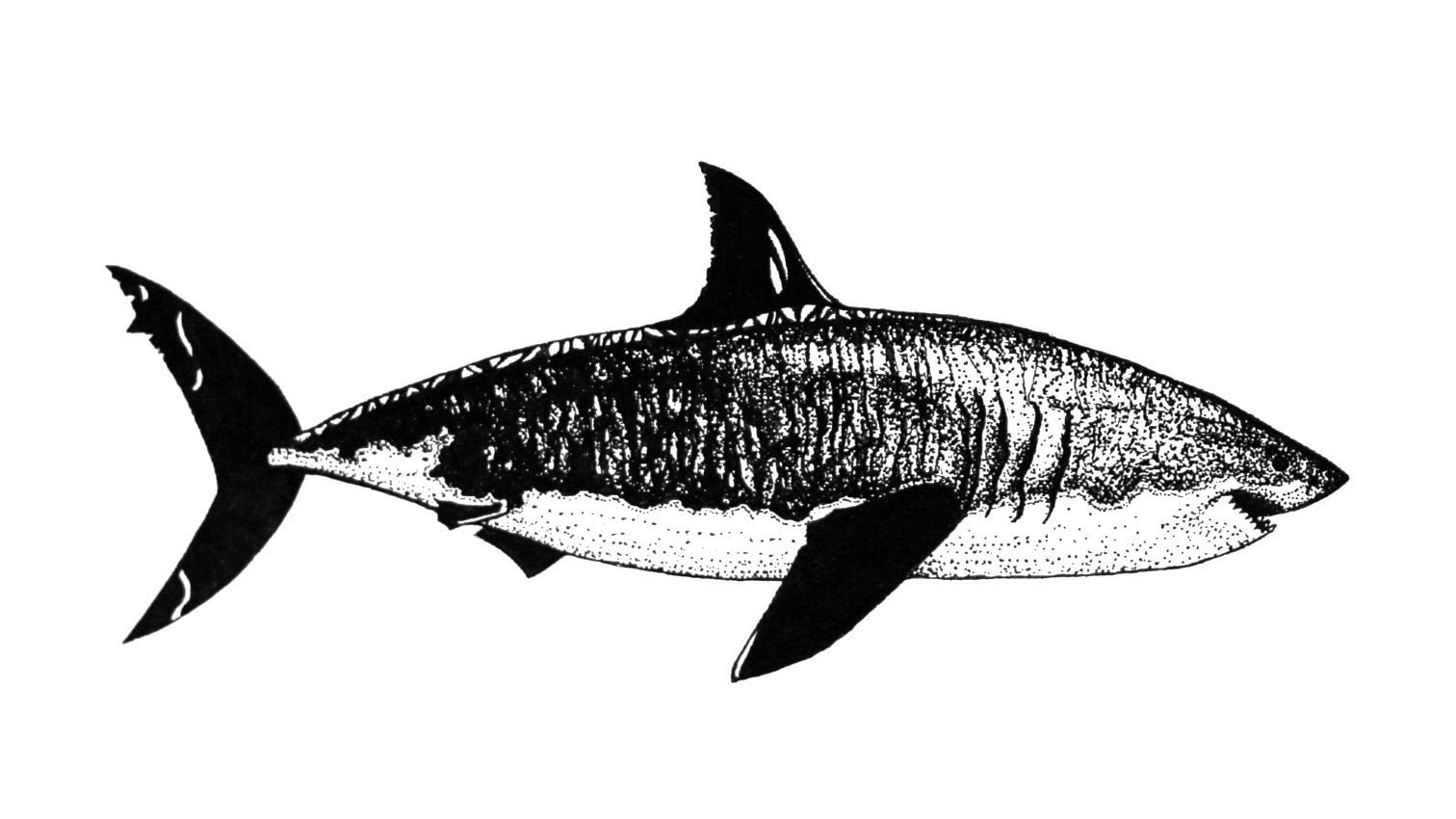 Great White Shark, Pen and Ink Shark Drawing, Fine Art Print, Realistic ...