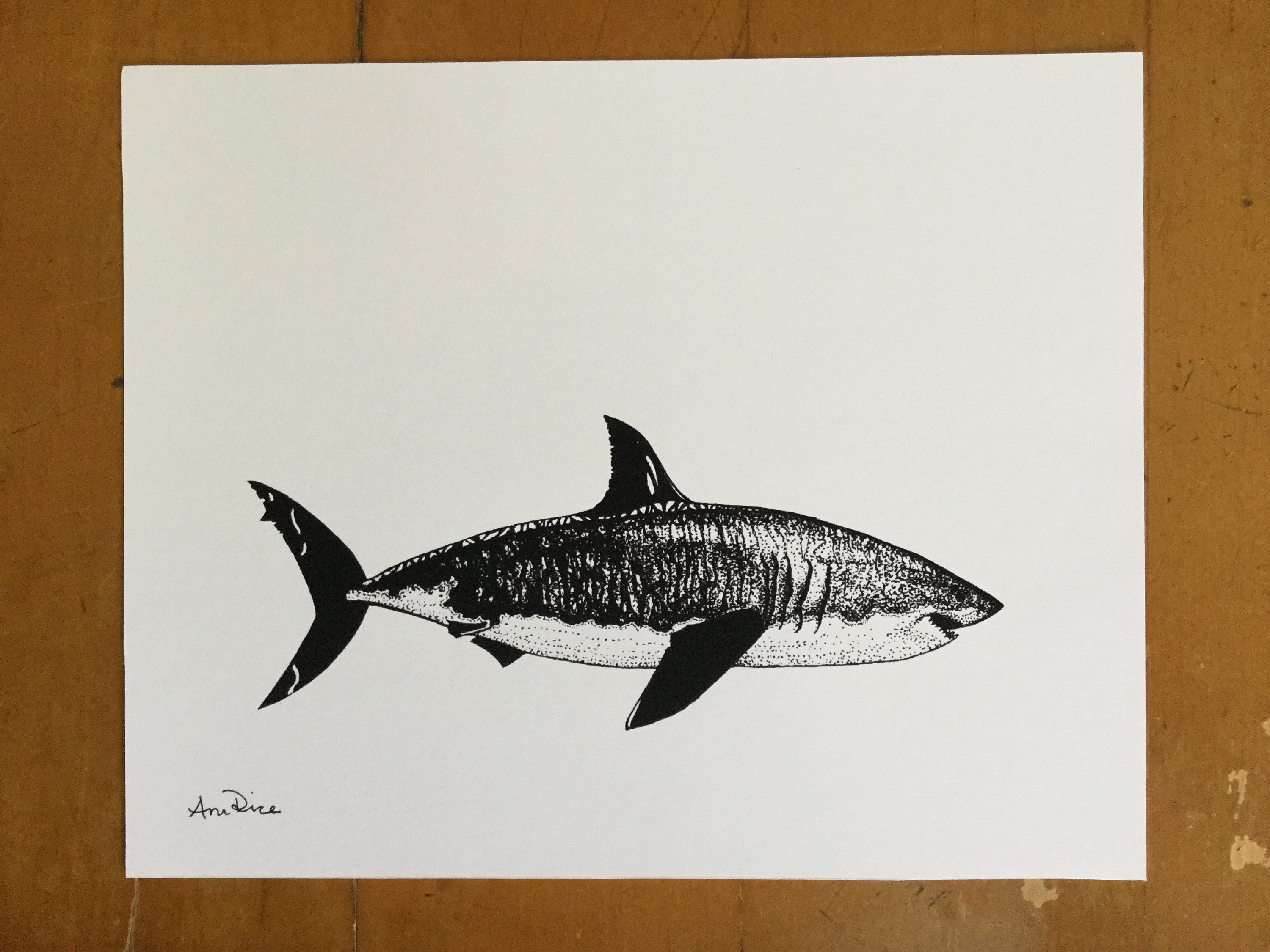 Great White Shark, Pen and Ink Shark Drawing, Fine Art Print, Realistic ...