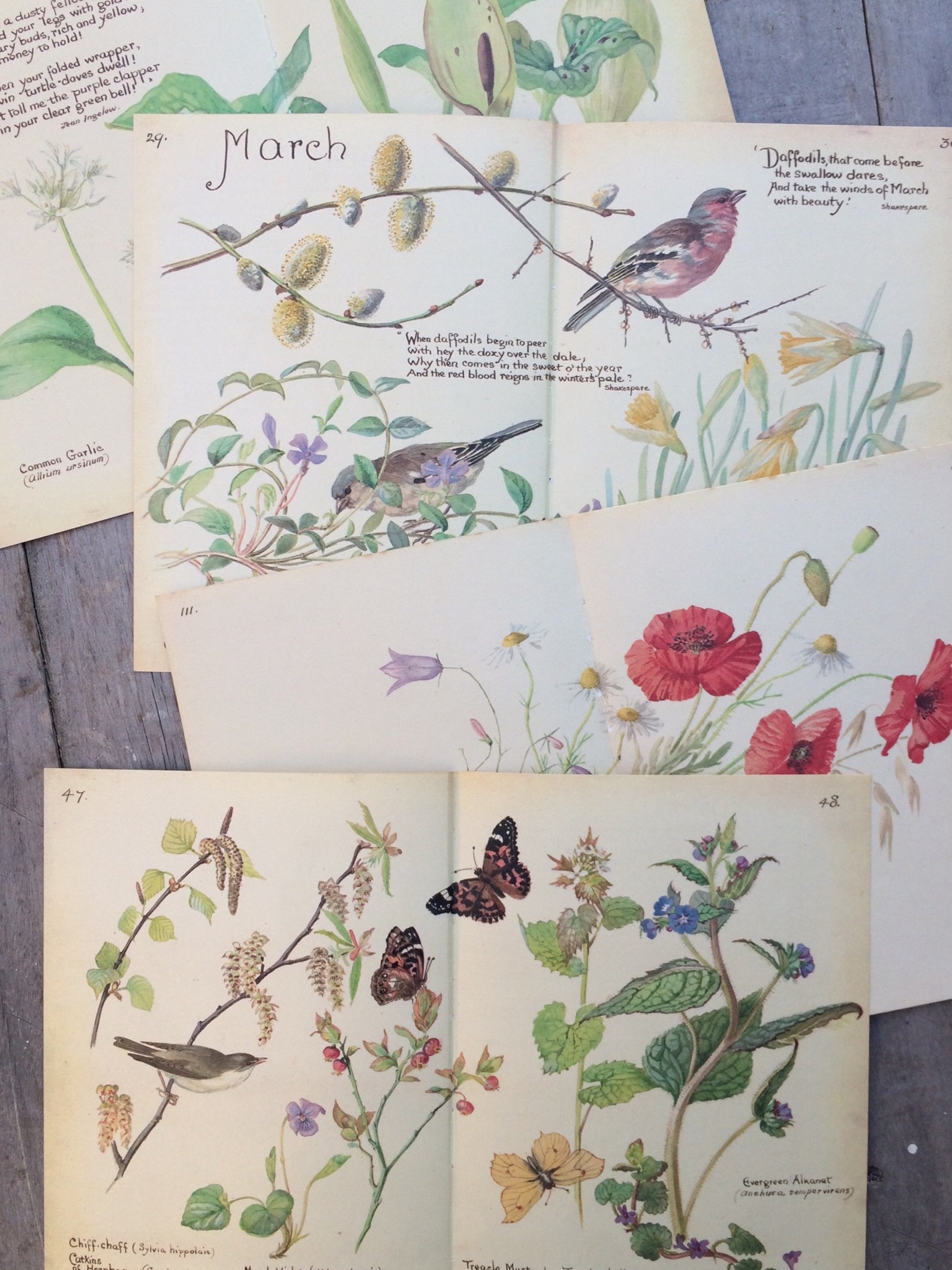 Vintage Nature Images Ephemera Pack 4 Double Pages | Etsy