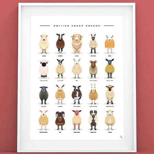 Baby Sheep Poster - Etsy