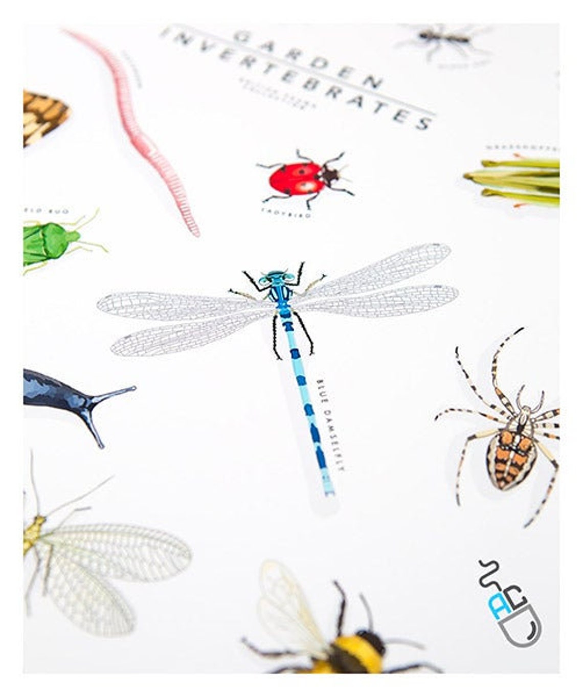 British Garden Insect Art Insect Print Insect Poster - Etsy UK