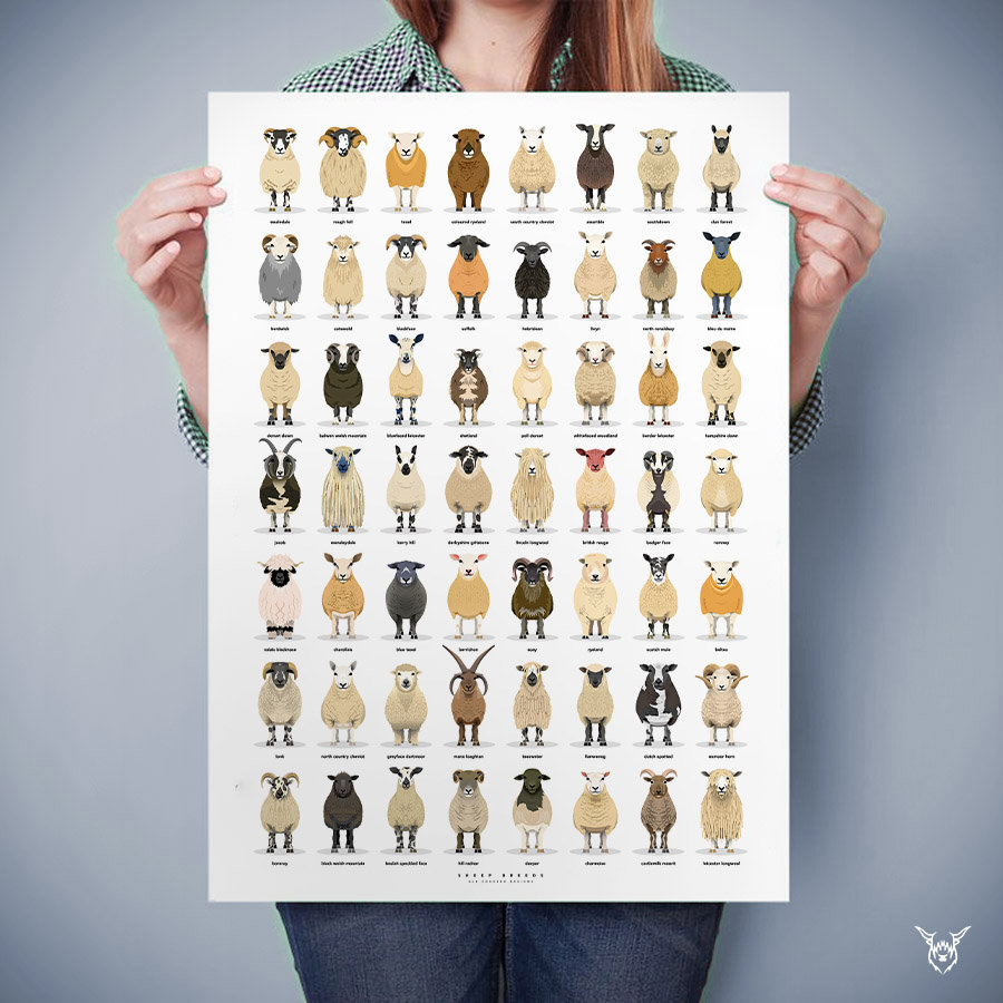Sheep Breeds Print - Sheep Breeds Poster, Illustrated Farm Animal Wall ...