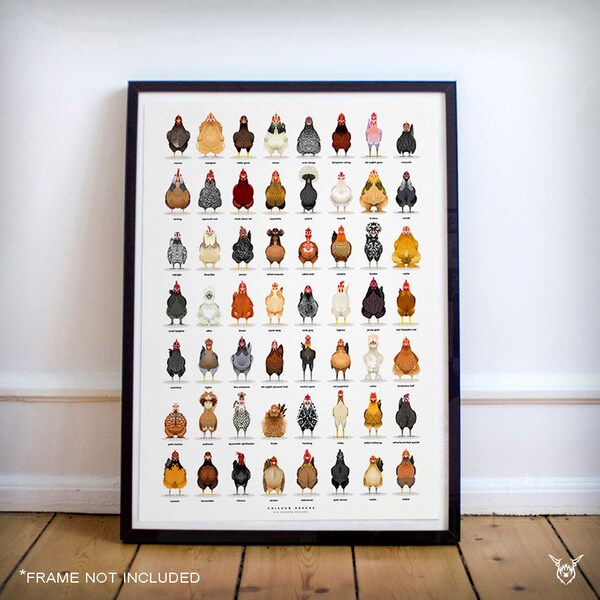 Chicken Breeds Poster - Etsy