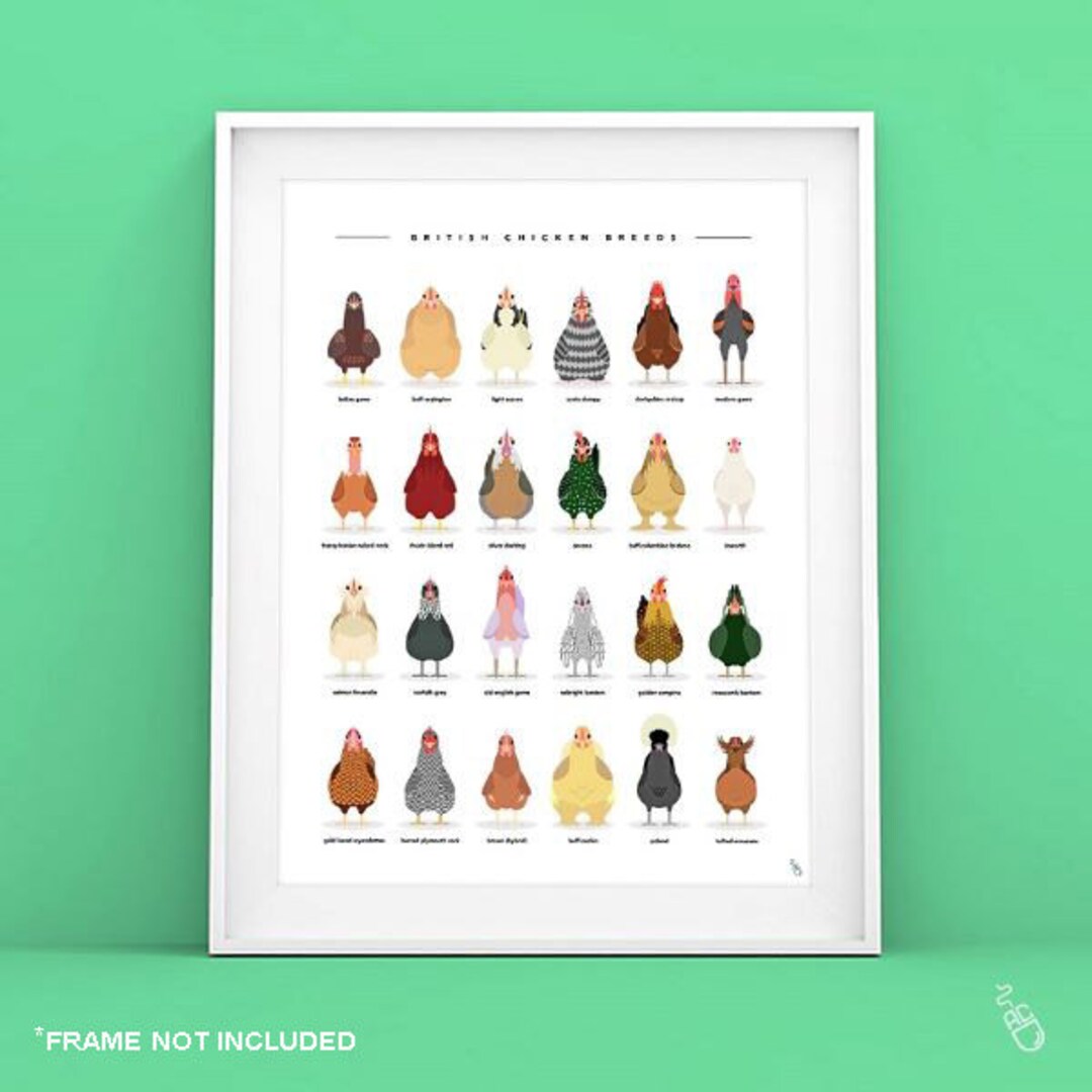 British Chicken Breeds Print - Chicken Art - Chicken Poster - Chicken ...