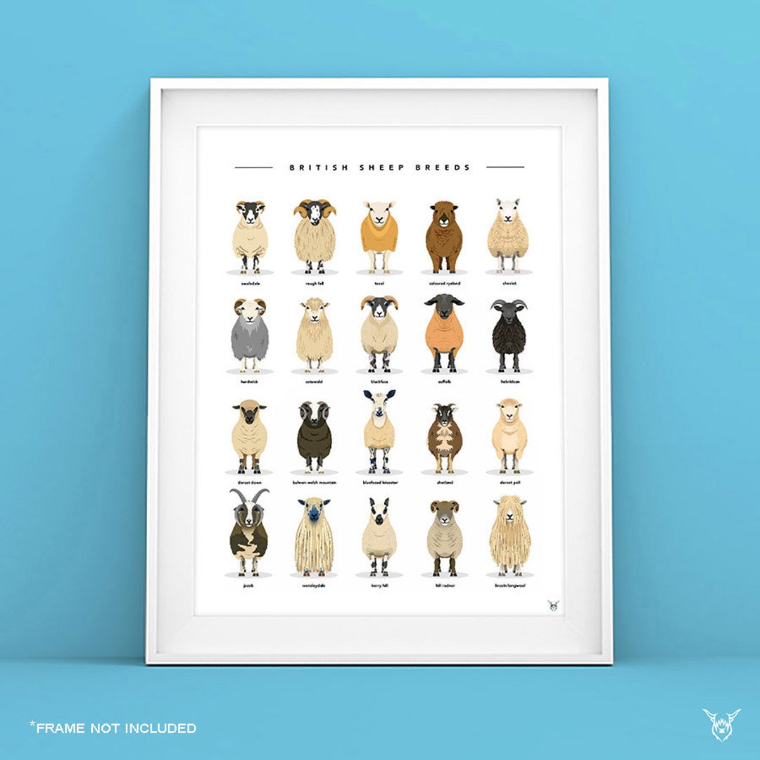 British Sheep Breeds Print - Sheep Print - Sheep Breeds Poster - Sheep ...