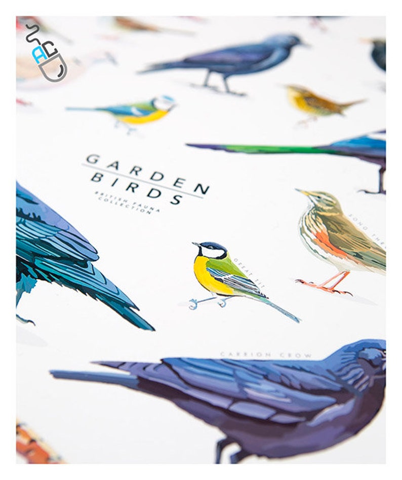 British Birds Print British Wildlife Bird Poster Bird | Etsy