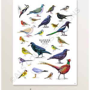 British Birds Print British Wildlife Bird Poster Bird - Etsy