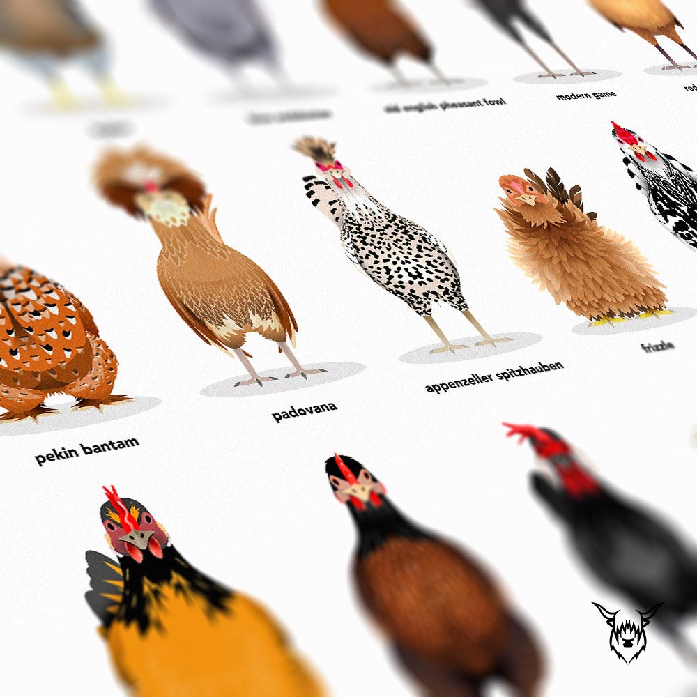 Chicken Breeds Print - Chicken Breeds Poster - Illustrated Poultry ...