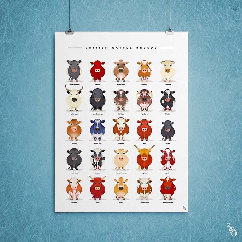 Cow Breeds Print Cattle Breeds Poster British Cow Breeds - Etsy