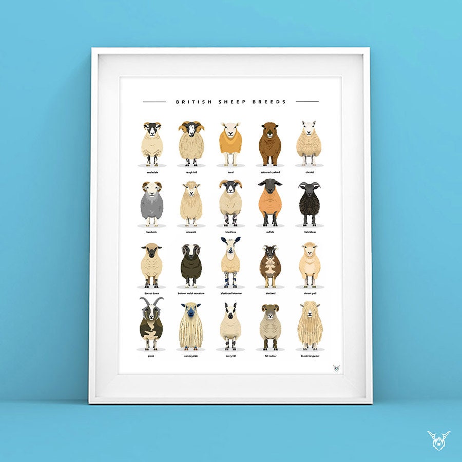 British Sheep Breeds Print Sheep Print Sheep Breeds Poster - Etsy
