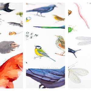 British Birds Print British Wildlife Bird Poster Bird - Etsy