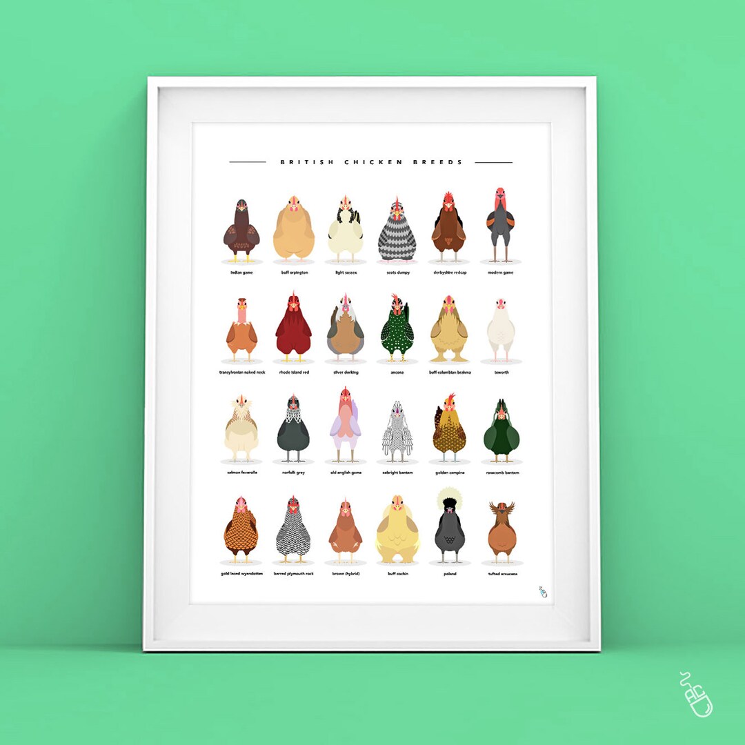 British Chicken Breeds Print Chicken Art Chicken Poster - Etsy