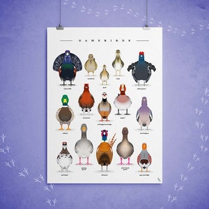 British Gamebirds Art Print - Game Birds Print - Gamebirds Poster ...