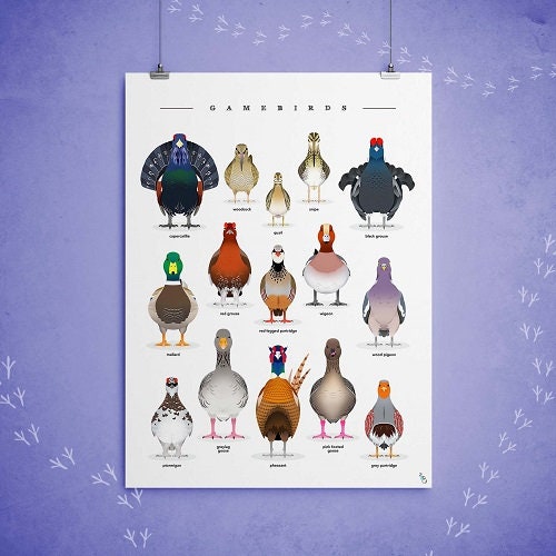 British Gamebirds Art Print - Game Birds Print - Gamebirds Poster ...