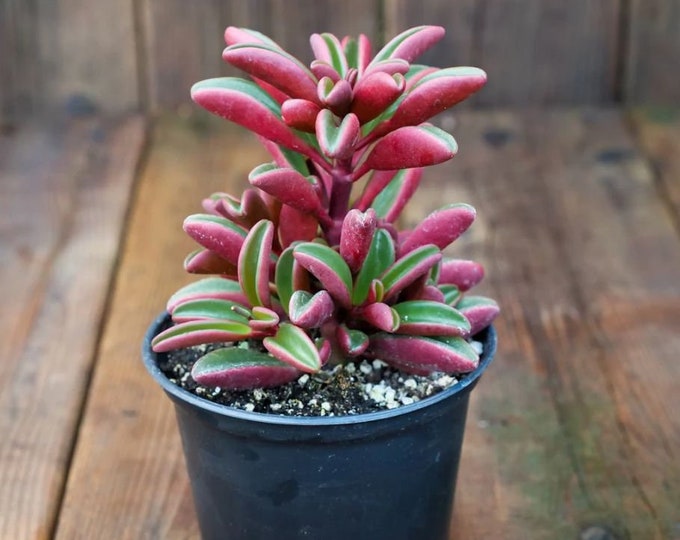 Peperomia Ruby Glow | 4 Inch | Live Succulent Plant | Indoor Plant | - Etsy