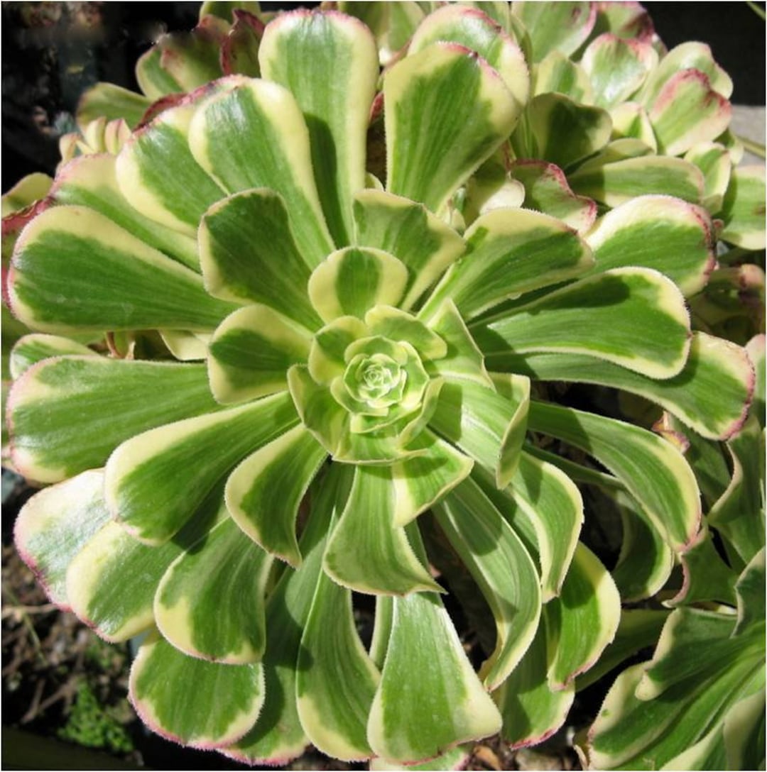 Aeonium Arboreum Luteoveriegatum, Rare Limited Variegated Aeonium ...