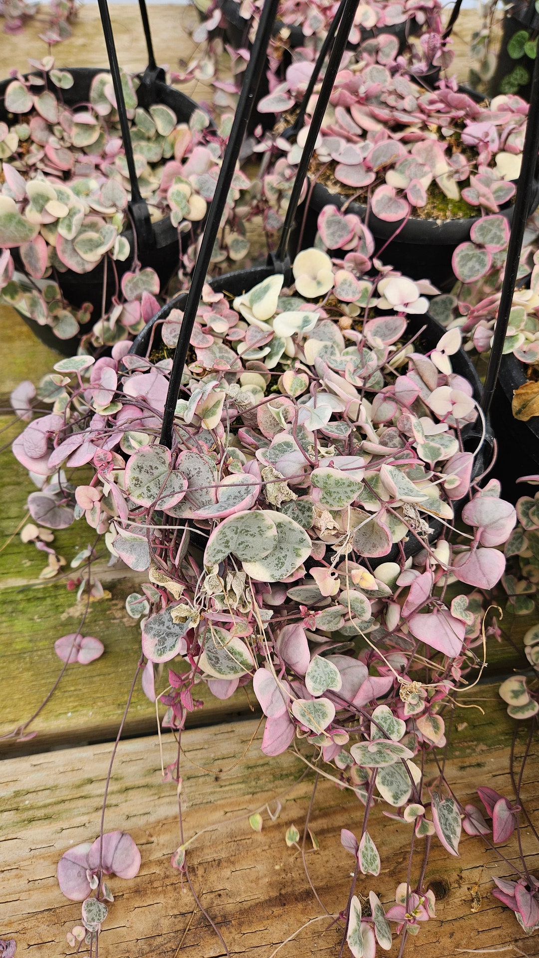 Variegated String of Heart 6 "inch - Etsy