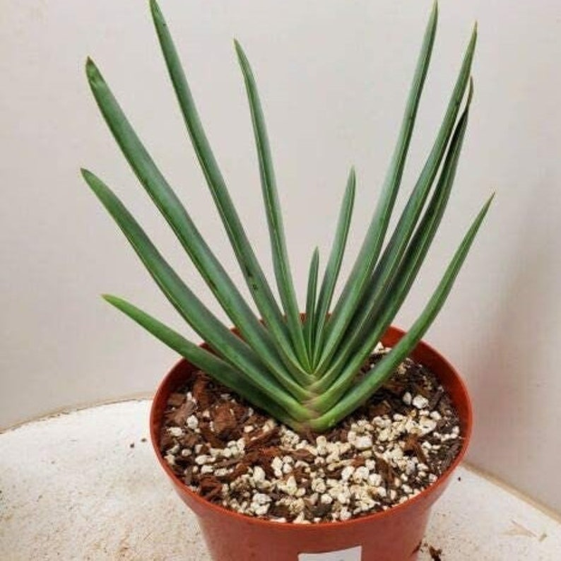 Fan Aloe Aloe Plicatilis Succulent Aloe - Etsy