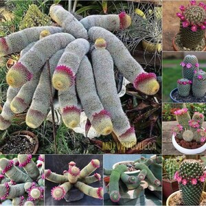 Thumb Cactus Mammillaria Matudae in a 4 Inch Pot (please See Picture #2 ...