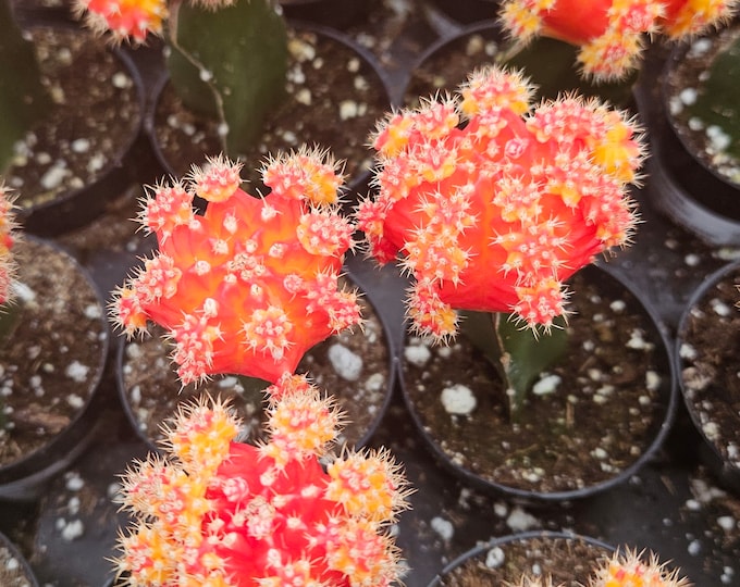 Grafted Moon Orange | 3.5 Inch | Gymnocalycium Mihanovichii | Live ...