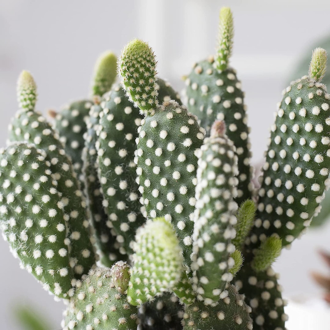 Opuntia Microdasys Albata Bunny Ears Cactus - Etsy