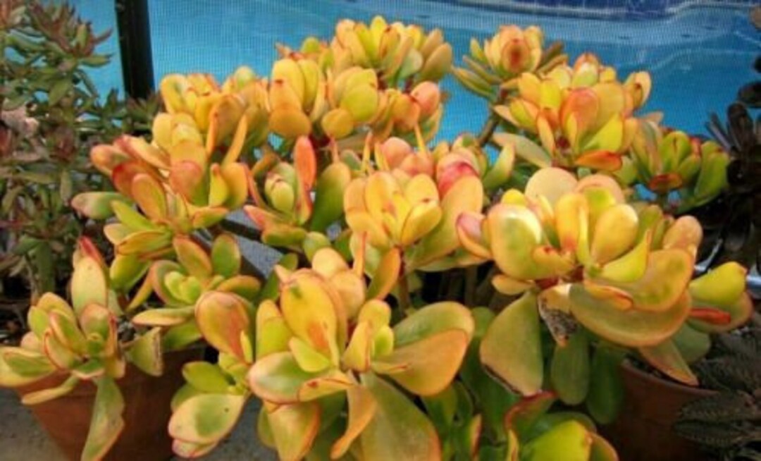 6 Hummel's Sunset Jade Cuttings With 10 Surprise Succulent Cuttings - Etsy