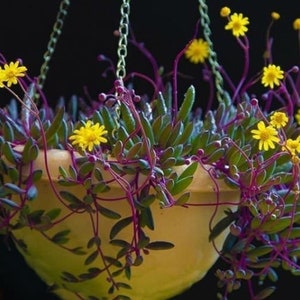 6 Inches Hanging Pot Othonna Capensis Ruby Necklace,succulents - Etsy