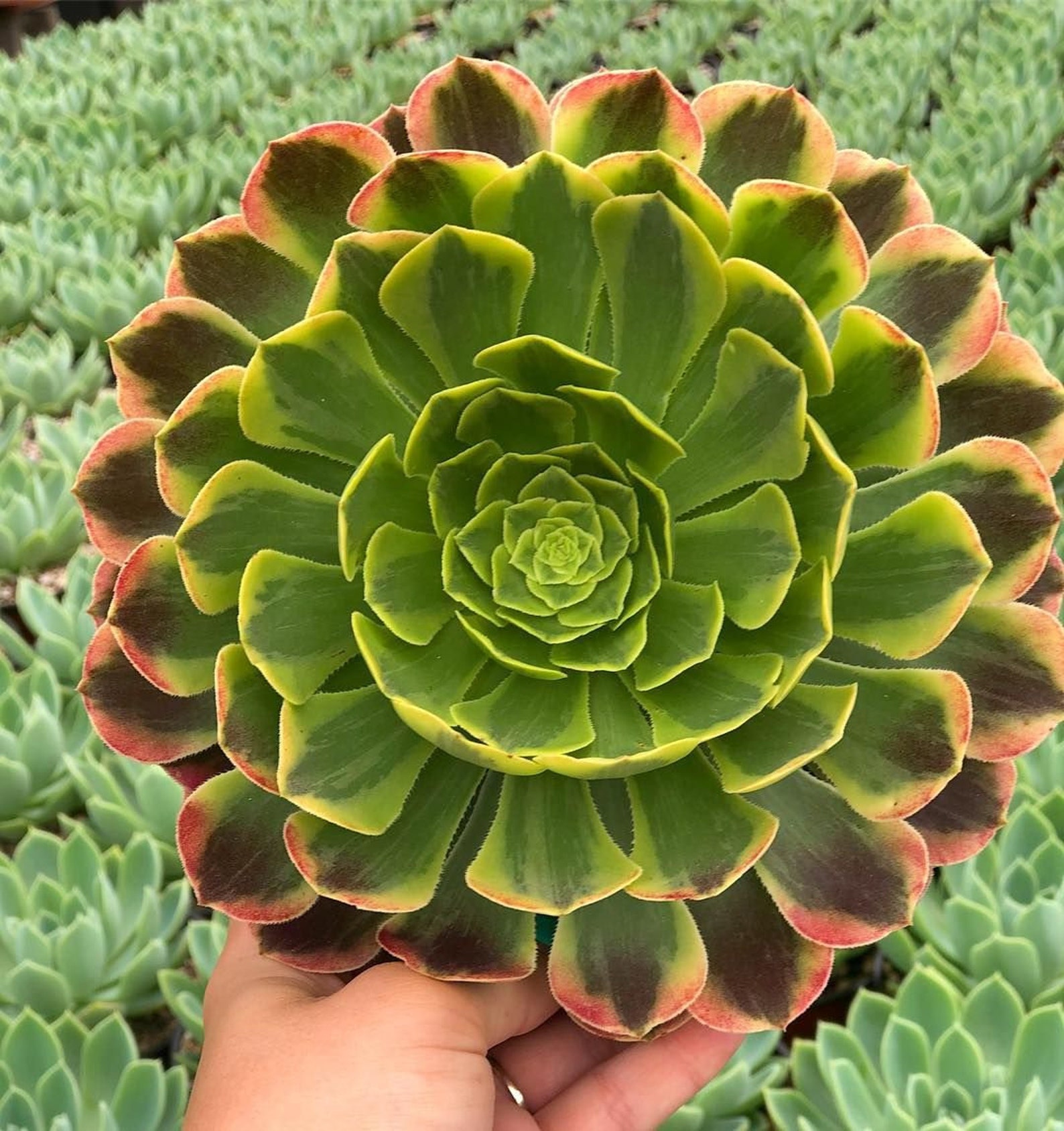 Aeonium Fiesta 4 - Etsy