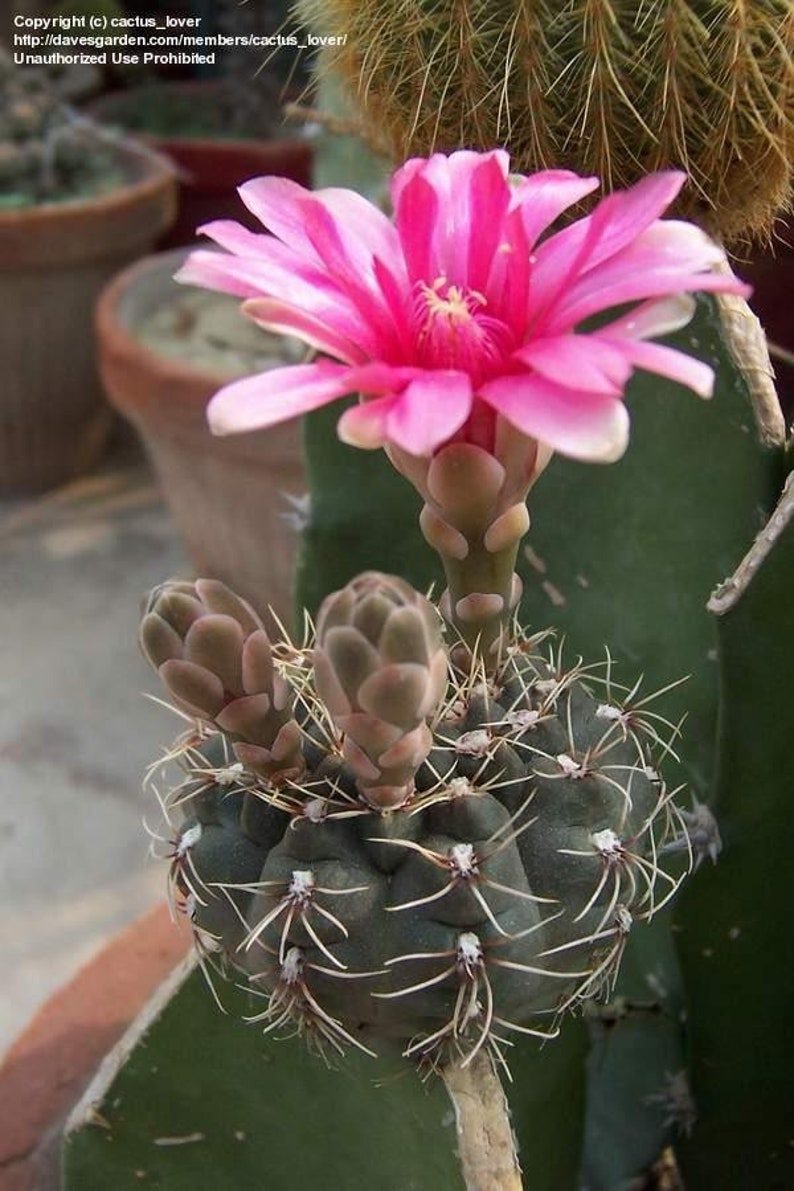 Chin Cactus | 4 Inch | Gymnocalycium Baldianum - Etsy
