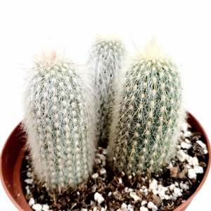 3 Silver Torch Cactus 4" - Etsy