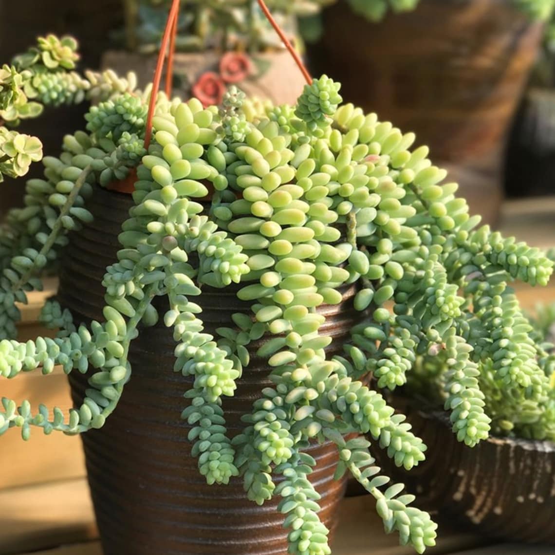Donkey Tail in 6" Hanging Pot - Etsy