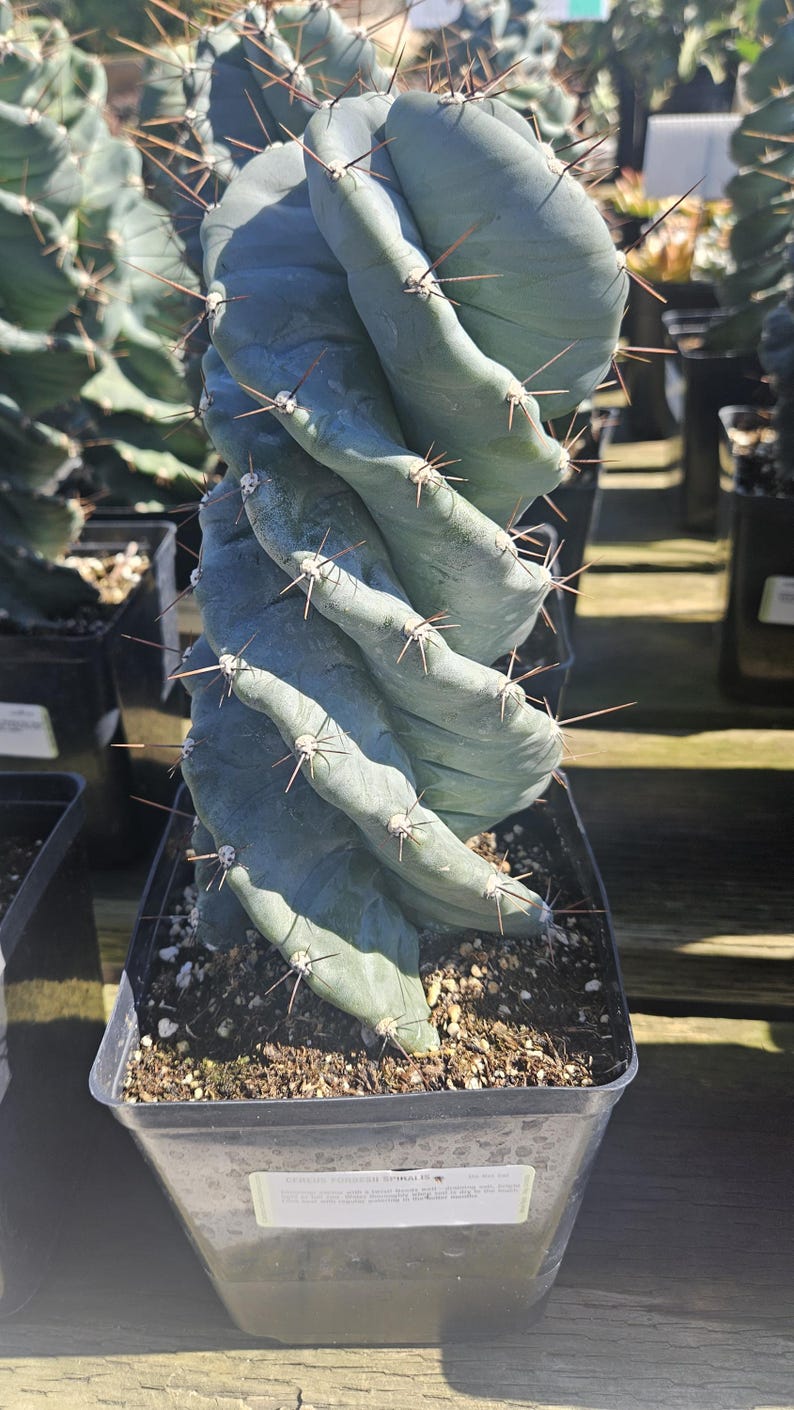 Spiral Cactus -cereus Forbesi Spiralis Possible 7 to 10 Inch Depending ...