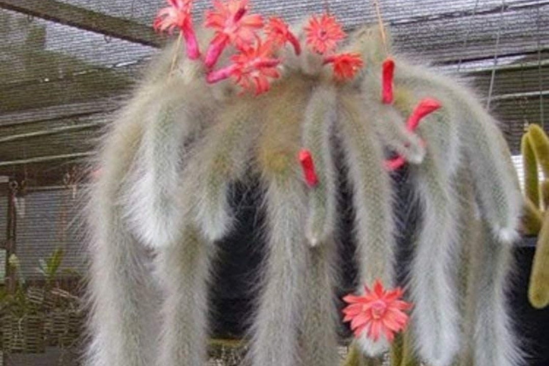 Monkey Tail Cutting 6-7 Inches Long - Etsy