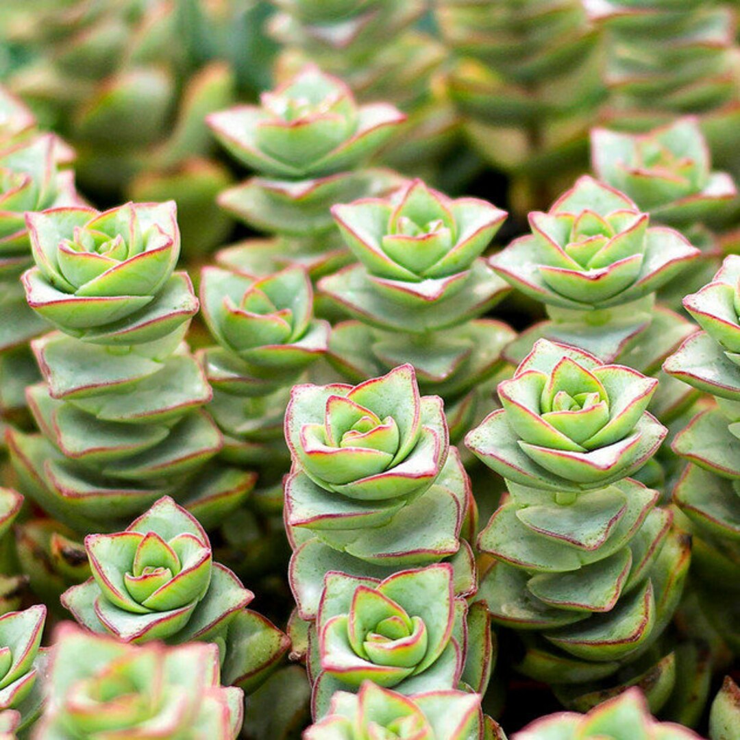 4” Crassula String of Buttons, Succulents, Live Plants, Garden - Etsy