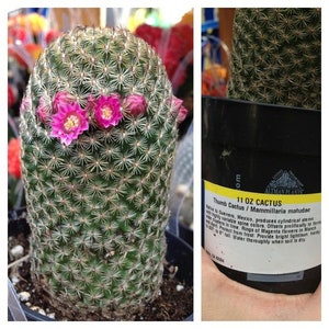 Thumb Cactus Mammillaria Matudae in a 4 Inch Pot (please See Picture #2 ...