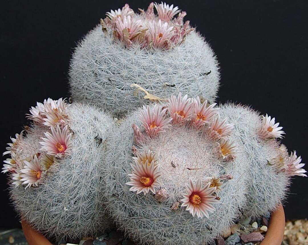 Snowball Cactus | 3.5 Inch Pot | Mammilloydia Candida - Etsy