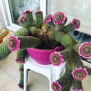 Thumb Cactus Mammillaria Matudae in a 4 Inch Pot (please See Picture #2 ...