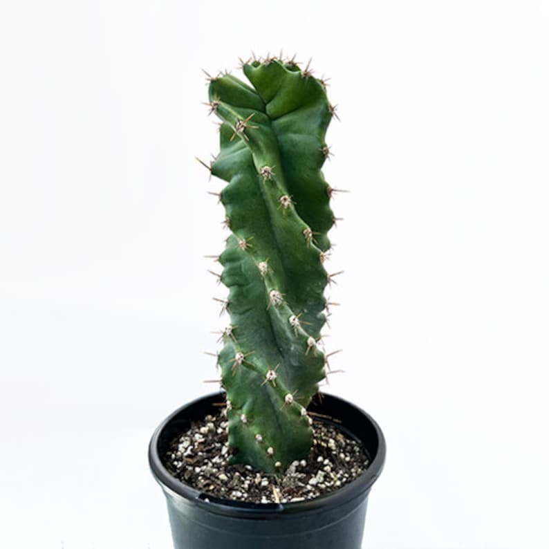 Spiral Cactus -cereus Forbesi Spiralis Possible 7 to 10 Inch Depending ...