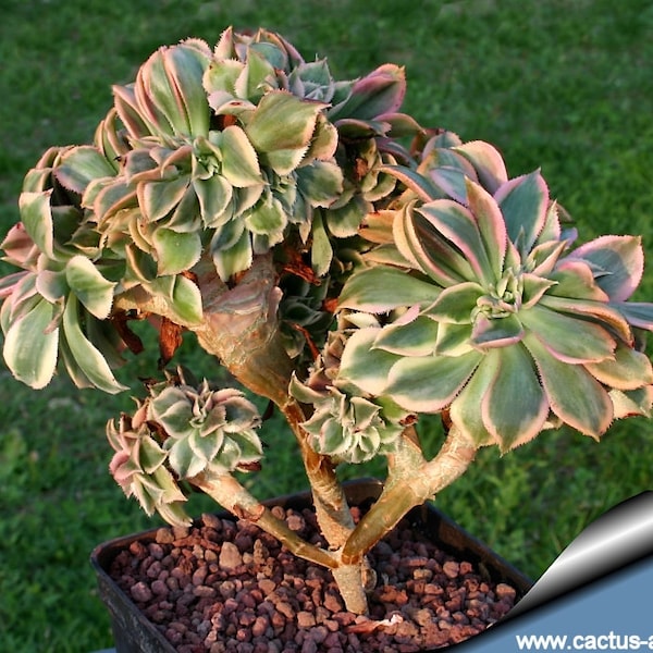 Crested Aeonium - Etsy