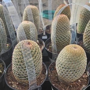 Thumb Cactus Mammillaria Matudae in a 4 Inch Pot (please See Picture #2 ...