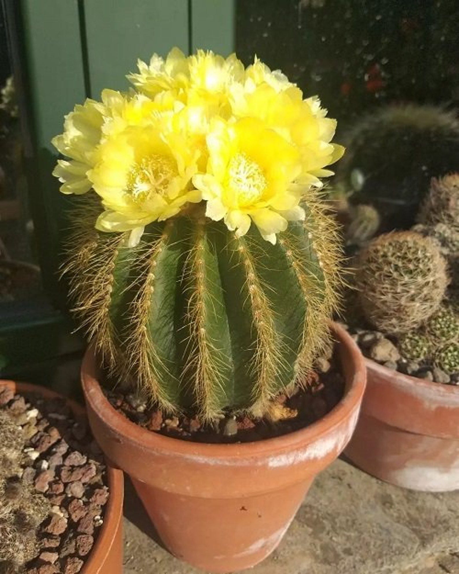 4" Pot of Balloon Cactus Parodia Magnifica - Shipped in a Pot - Etsy