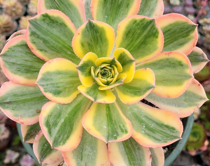 Aeonium Combo 10 Cuttings random Selection - Etsy Canada
