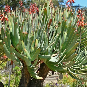 Fan Aloe Aloe Plicatilis Succulent Aloe - Etsy