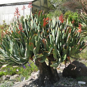 Fan Aloe Aloe Plicatilis Succulent Aloe - Etsy